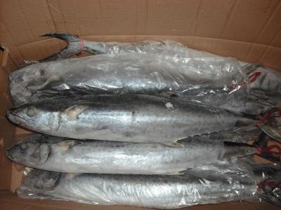 China Best Quality Seafood Frozen Round Whole Spanish Mackerel fish for sale