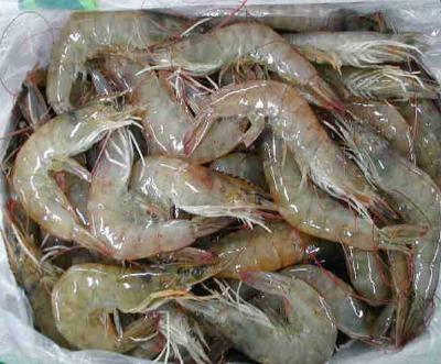 China wholesale seafood Frozen vannanmei shrimp for sale