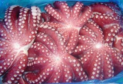 China Seafood frozen cooked octopus for sale 1.5kg good quality for sale