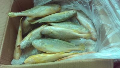China Good price Fresh Sea Frozen High Quality W/R Frozen Yellow Croaker 200-300g 300-400g for sale for sale