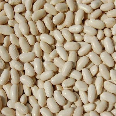China china food Peeled Broad Arabic White Alubia Beans for sale