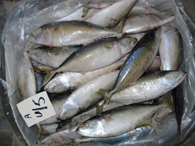 China wholesale frozen seafood light catching indian mackerel fish for sale