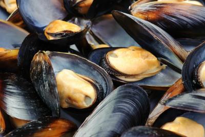 China Frozen HACCP Certification Cooked Mussels Tasty Seafood From China for sale