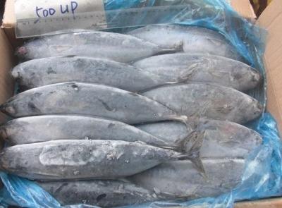 China Frozen seafood of skipjack fish from china for sale