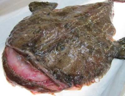China Frozen whole monkfish gutted fish with superior quality for seafood buyer for sale