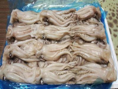 China squid tentacle and wholesale frozen seafood fish for sale
