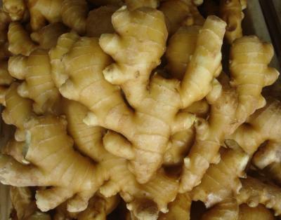 China CHINA FOOD Best Quality Fresh And Dry  Ginger / fat giant big natural mature ginger for sale