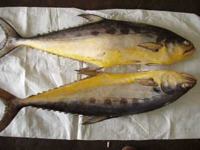 China SEAFOOD New Catching WR Frozen  Queen Fish 3kg up for sale