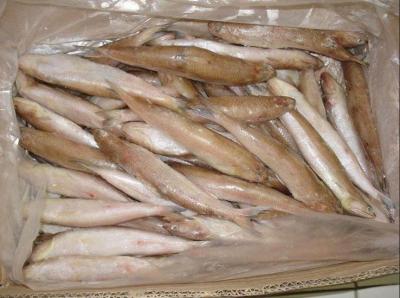 China Wholesale Whole Round Frozen Lizard Fish With Cheap Price for sale