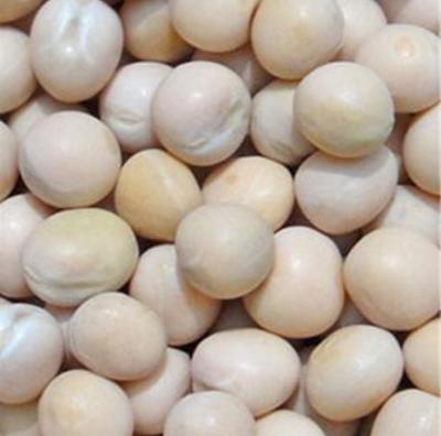 China White Pigeon Peas Competitive Price / Best Quality Best Price for sale