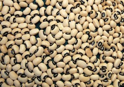 China Chinese wholesale black eye bean/black eye kidney bean for sale