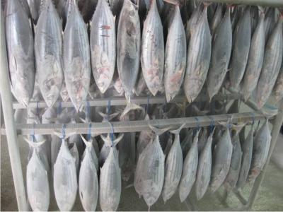China Sea frozen bonito skipjack tuna whole round tuna fish for sale
