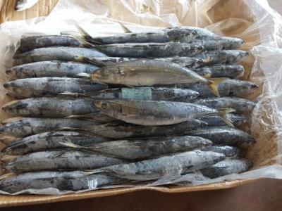 China Factory selling frozen muroaji layang scad whole round scad for sale