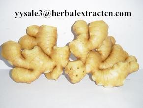 China Ginger Extract,Black ginger Extract, Gingerol 5% 6% HPLC, 10:1, CAS No.: 1391-73-7, blood stimulant and cleansing,nature for sale