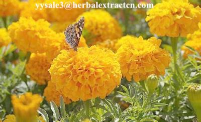 China Marigold P.E ,  Lutein  10% 20% 80%  natural colorant , antioxidant, Chinese exporter, CAS NO.: 127-40-2, eyes protect for sale