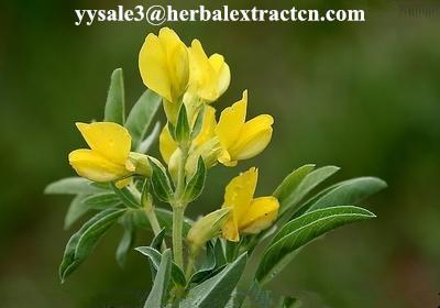 China DMF Cytisine 98%HPLC,  CAS No.: 485-35-8,White or pale yellow powder, natural ingredient, Shaanxi Yongyuan for sale