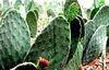 China TOP QUALITY! Cactus Extract 10:1 20:1 WEIGHT LOSS  Lowers blood sugar  Chineses manufacturer for sale