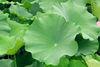 China Lotus Leaf Extract nuciferine 2%-50%, 10:1 CAS NO.:475-83-2, weight control, 100% natural, CHINESE MANUFACTURER for sale
