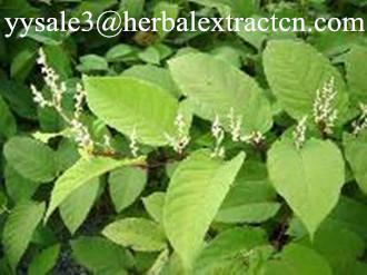 China Resveratrol Extract 50%,80%,98%, TCM Extract, CAS: 501-36-0, anti-oxidant, Chinese Manufacturer for sale