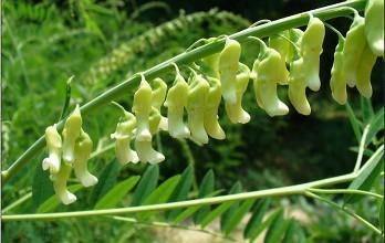 China Matrine 98%, ,Sophora flavescens Extract, CAS No.: 519-02-8,naturao pesticide, High quality from Chinese supplier for sale