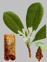 China Magnolia P.E., Magnolol 40%-98%,  CAS No.:528-43-8,  Honokiol 2%-99%, CAS No.: 35354-74-6, certified manufacturer for sale