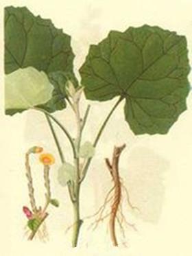 China Coltsfoot leaf Extract, Tussilago leaf Extract,  4:1, Chines Manufacturer, natural cosmetic ingredient, for sale