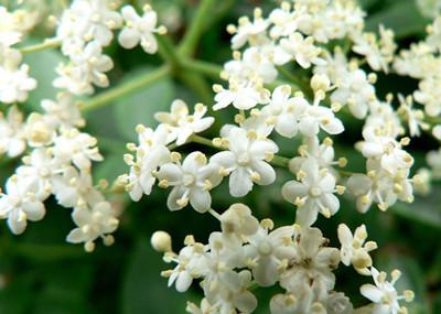 China Elder flowers powder, Elder flowers Extract, 100% natural skin care ingredients, manufacturer, Shaanxi Yongyuan Bio-Tech for sale