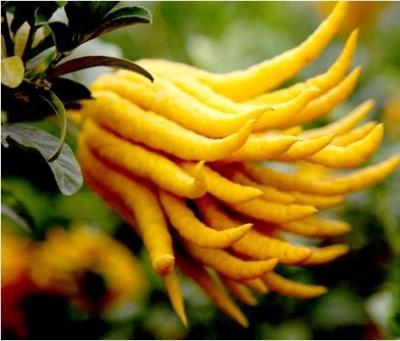 China Bergamot Extract, Finger Citron Extract, 10:1 TLC, Health food ingredients, Tobacco additive, Shaanxi Yongyuan Bio for sale