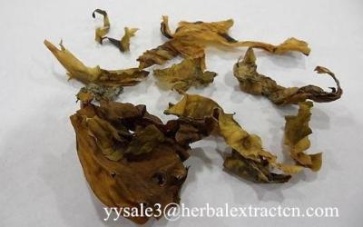 China Kombu Extract, Kelp Extract, 10:1 TLC, Chinese Manufacturer, Shaanxi Yongyuan Bio-Tech, for health food, feed, cosmetic for sale