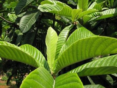 China Maslinic acid, 10% HPLC, CAS No.: 4373-41-5, ingredient for supplement and pharma. shaanxi Yongyuan Bio, Chinese exporte for sale