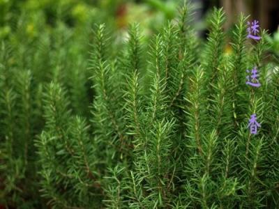 China Rosemary Extract, Carnosic Acid 5%-95% HPLC, CAS No.: 3650-09-7, high quality , Chinese manufacturer, Shaanxi Yongyuan for sale