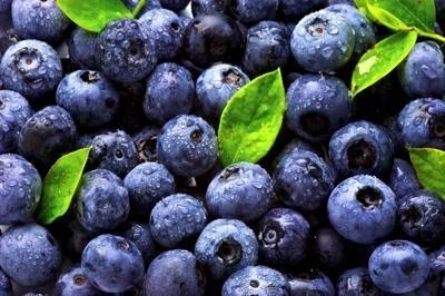 China Blueberry Extract, 5%-30% anthocyanidin, 5%-36% anthocyanin, exporter, Shaanxi Yongyuan Bio-Tech, high quality for sale