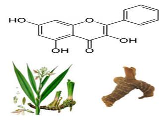 China Galangin 98% HPLC, yellow powder, CAS No.: 548-83-4, Galangal Extract, factory, Shaanxi Yongyuan Bio-Tech for sale