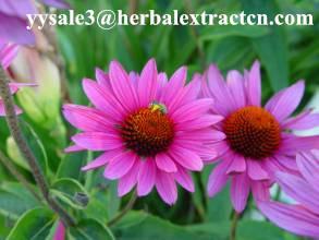 China Echinacea purpurea P.E., Echinacea purpurea Extract, Cichoric acid, Echinacosides，Shaanxi Yongyuan Bio for sale
