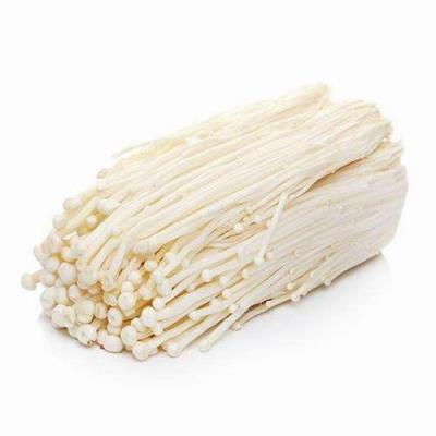 China Mushroom Extract series: Needle mushroom Extract, Enoki Extract, Enokitake extract, Yongyuan Bio for sale