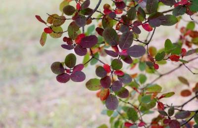 China Fisetin 98% HPLC, Smoketree Extract Powder, Cotinus coggygria Extract, CAS No.: 528-48-3, Fisetin for sale