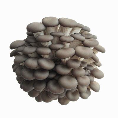 China Oyster mushroom Extract, Oster fungus Extract, Pleurotus ostreatus Polysaccharid, mushroom Extract for sale