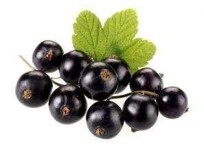 China Black currant Extract, Ribes nigrum Extract, Blackcurrant Anthocyandins, Anthocyanins, Yongyuan Bio for sale