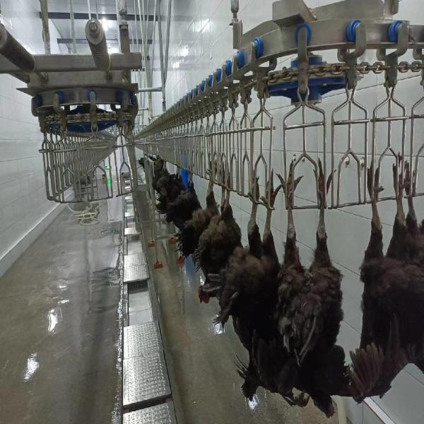 Quality Professional Broiler Poultry Abattoir Equipment Customized Quail Slaughter for sale