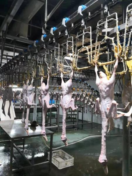 Quality Chicken Goose Turkey Duck Slaughter Machine 1000BPH Poultry Processing Machine for sale