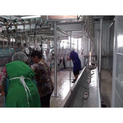 Cina Linea di trasmissione di sangue per pollame 200BPH - 10000BPH Capacità per allevamenti in vendita