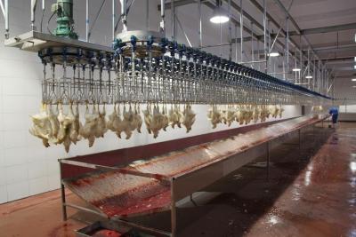 China 1500KG Poultry Slaughtering Equipment SS 304 Poultry Meat Processing Equipment for sale