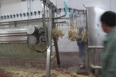 China Chicken Plucker Machine Small Poultry Abbatoir Poultry(pollos) Meat Processing Chicken Processing Equipment for sale