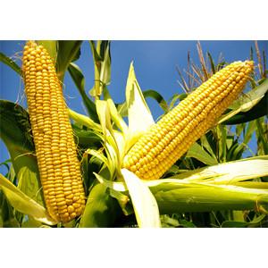 China Corn oil processing Line for sale