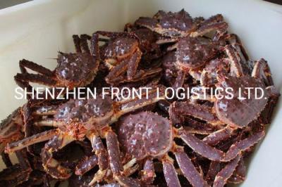 China Sea Freight Shipping for Frozen Seafood&Fresh Fruit to Shenzhen Guangzhou H. K. China From Europe for sale