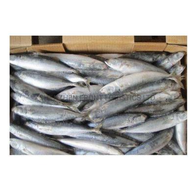 China Best Service Sea Freight Cold Chain Frozen Seafood & Fresh Fruit From Vietnam to China Hongkong Guangzhou Shenzhen for sale