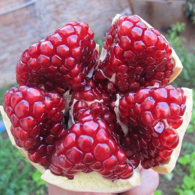 China Reliable Shipping From Singapore to China Cold Chain Vegetables Fresh Fruit for sale
