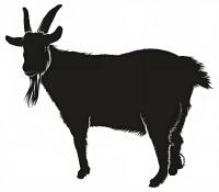 China Goat Rapid Aqueous Adjuvant for sale