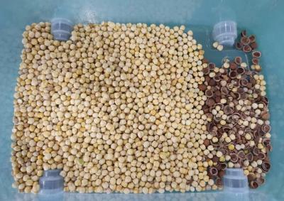 China Las nueces de macadamia de México colorean el clasificador con la cámara CCD a todo color en venta