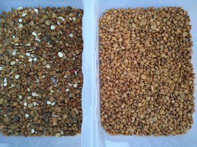 Cina Macchina del selezionatore di WenYao Optical Mini Seed Color per il grano del riso in vendita